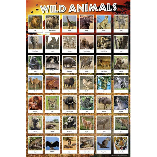 Wild Animals Chart Poster – Classic Bargains Australia